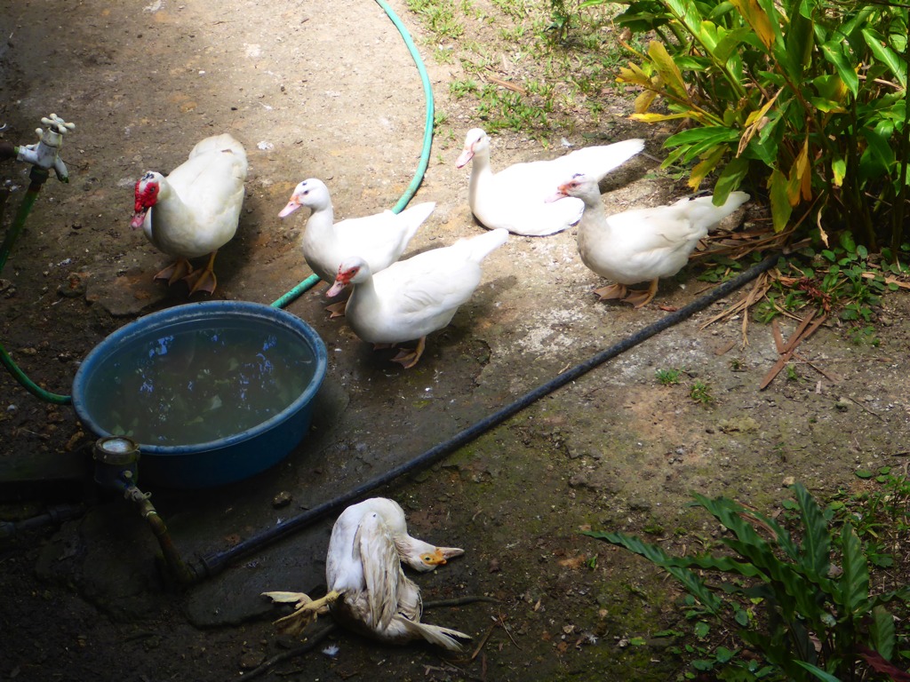 Do Ducks Know How to Grieve? – Duckduckbro