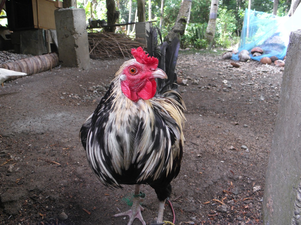 Native Chickens – Duckduckbro