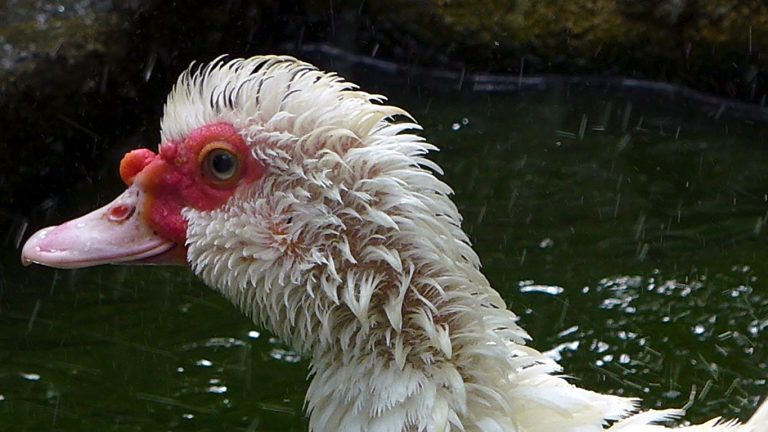 Duck Patrol – Duckduckbro