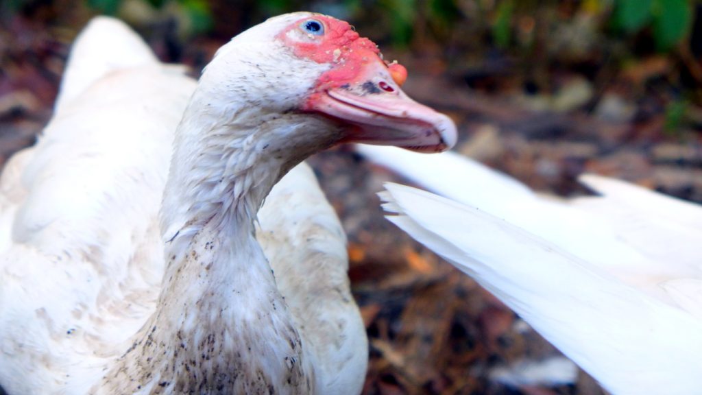 Duck Tape – Duckduckbro