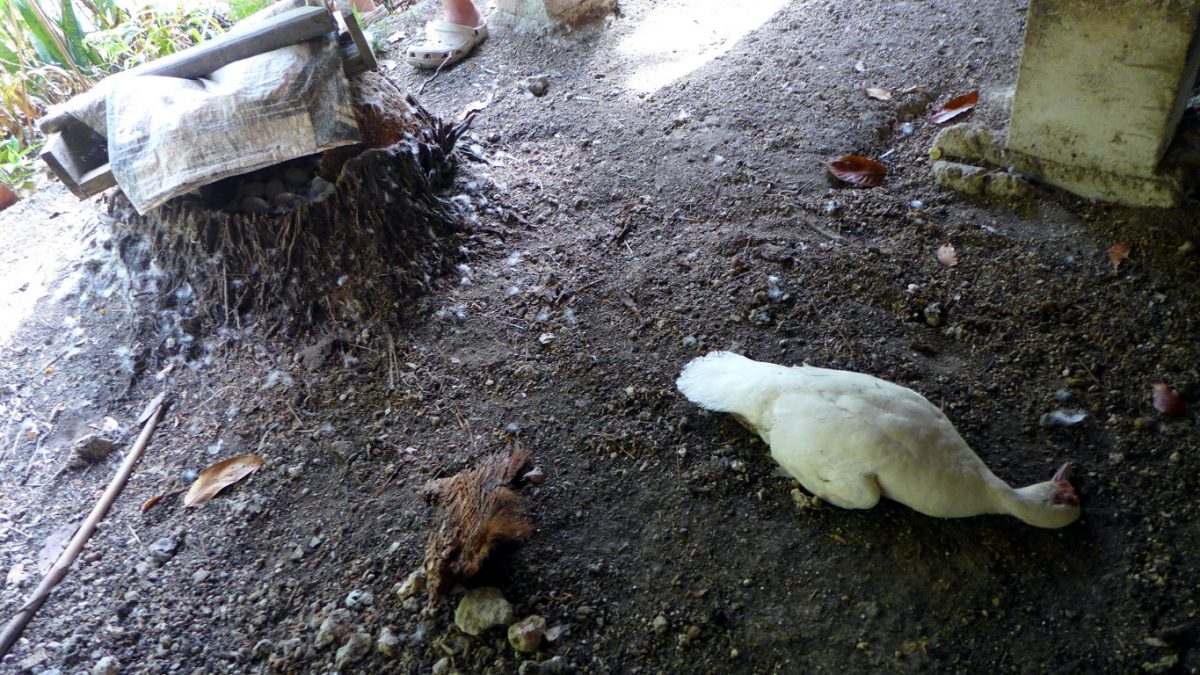 Duck Tape – Duckduckbro