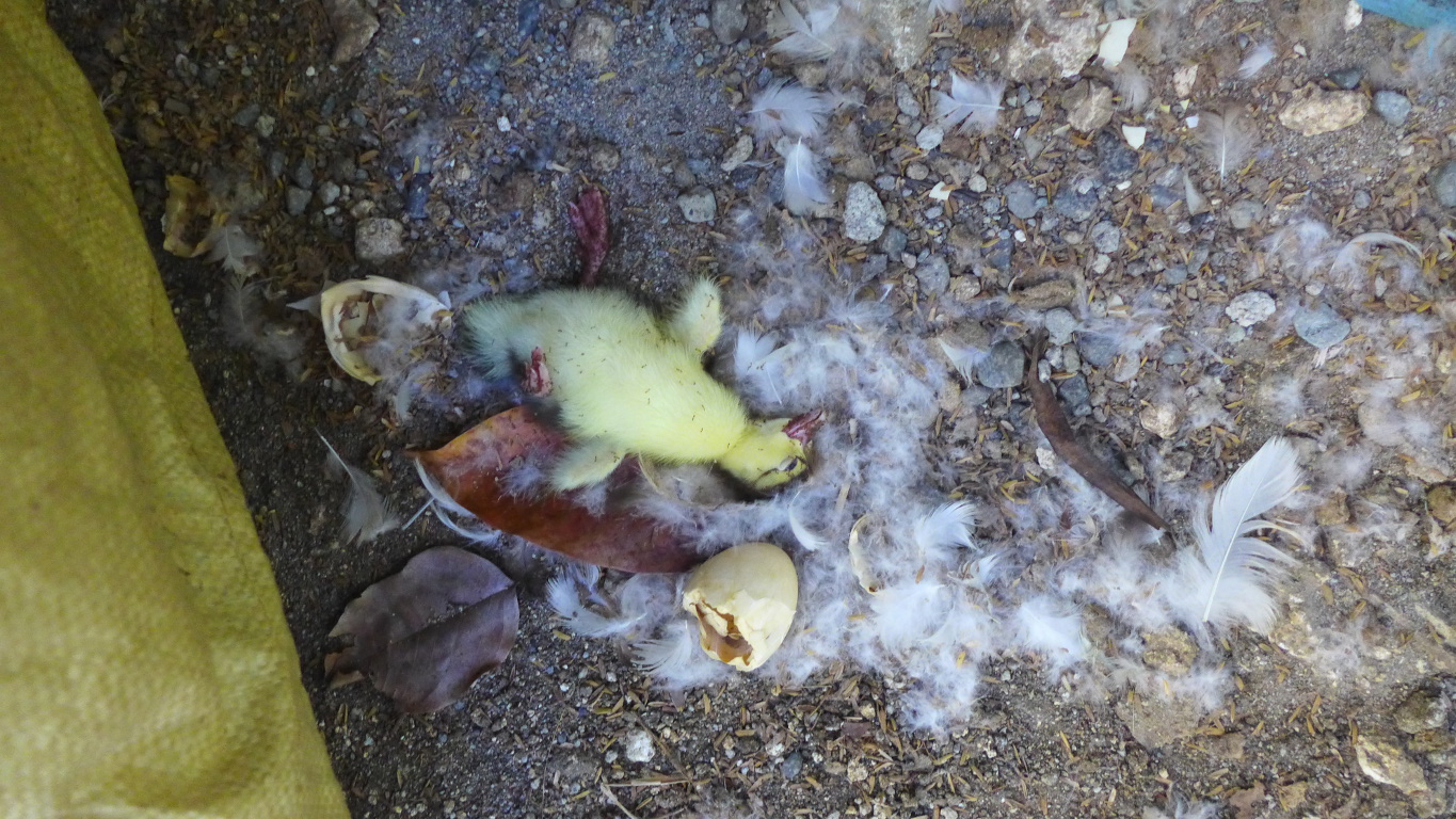 The Infanticidal Duck – Duckduckbro