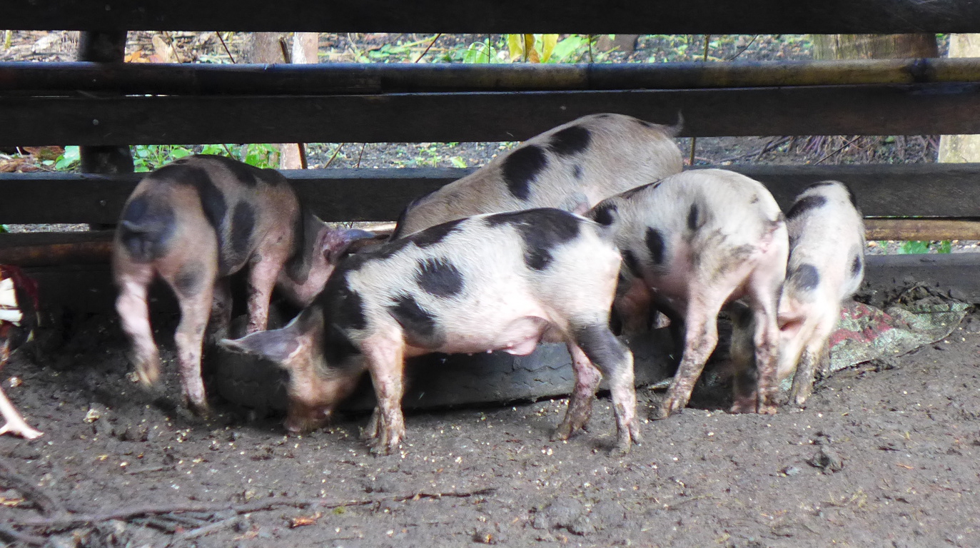 Umbilical Hernia in Pigs – Duckduckbro