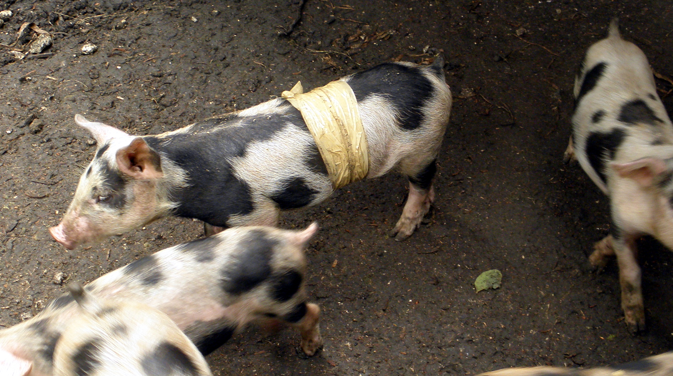 Umbilical Hernia in Pigs – Duckduckbro