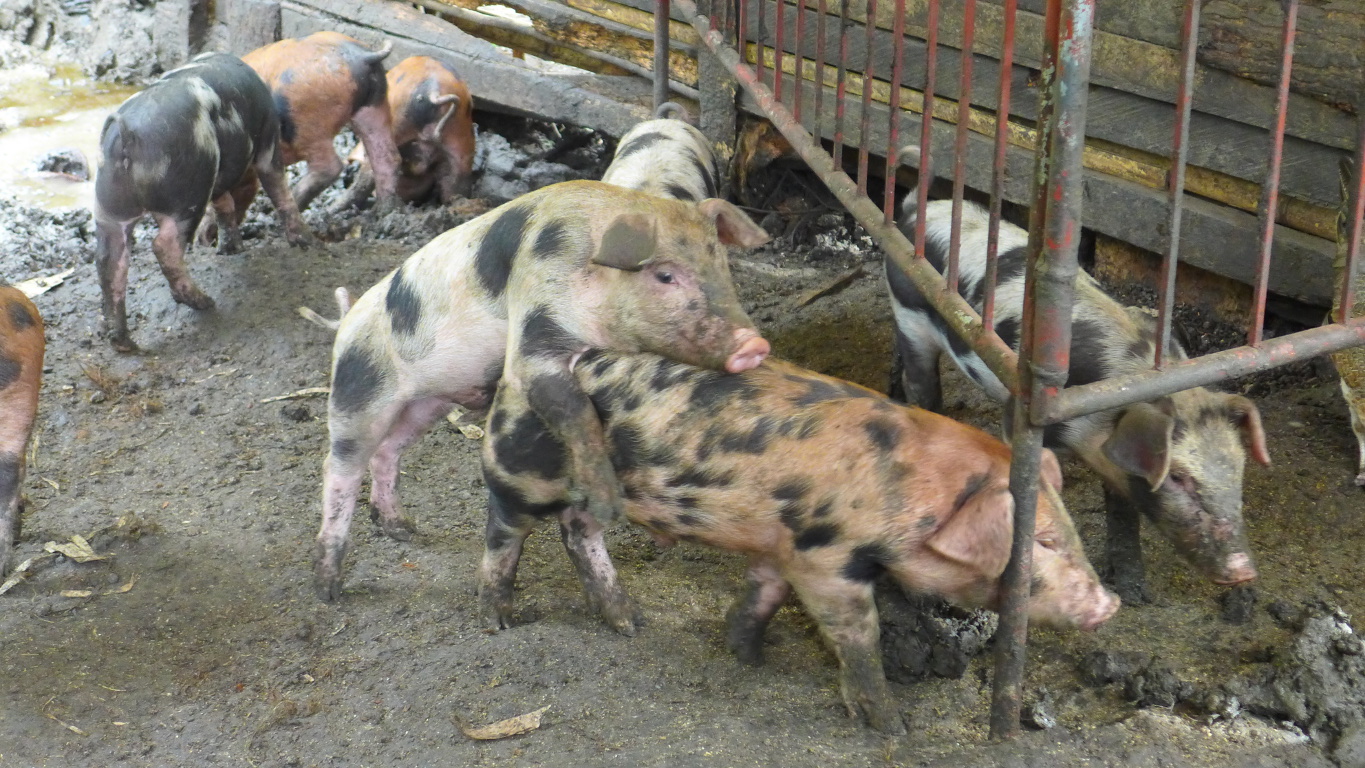 Umbilical Hernia in Pigs – Duckduckbro