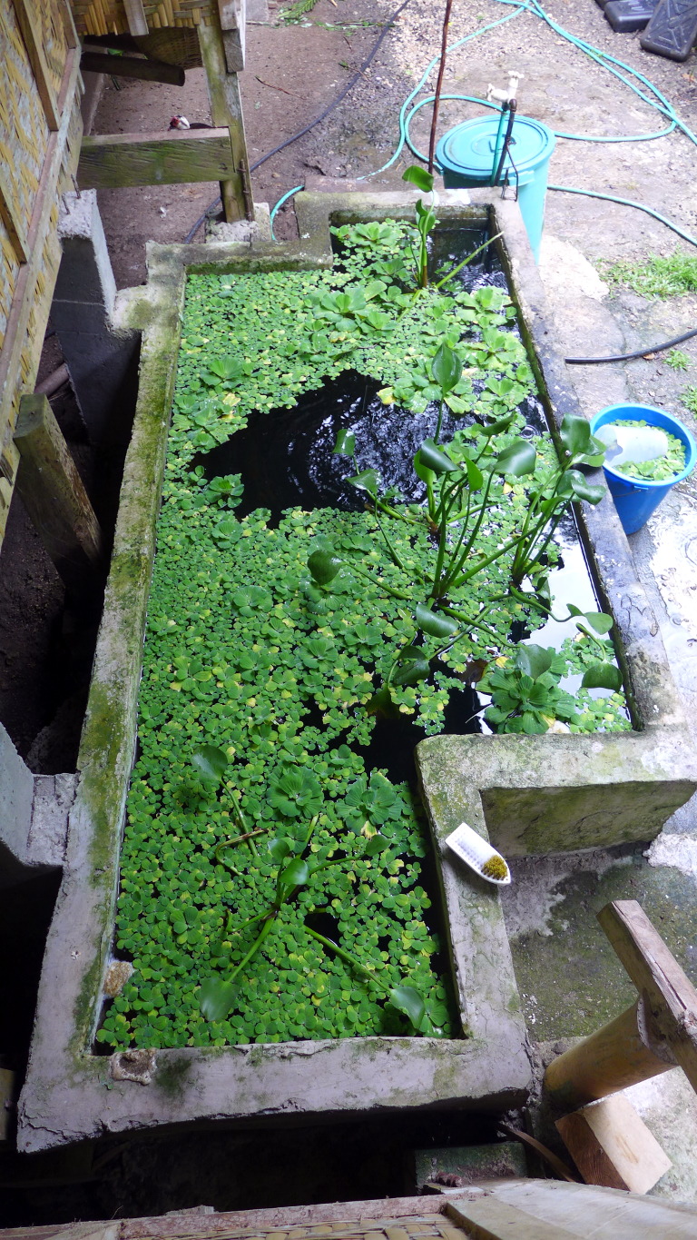Rainwater Harvesting – Duckduckbro
