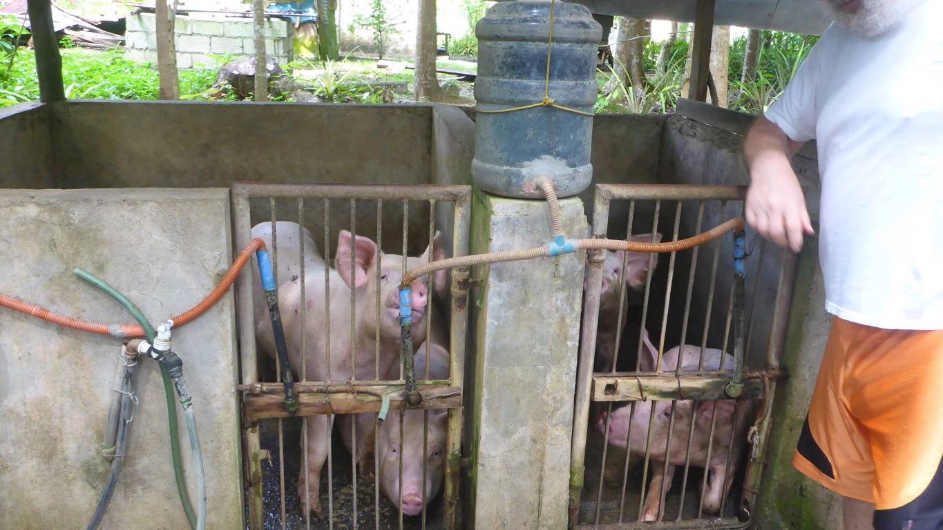 Pigs in the Village – Duckduckbro