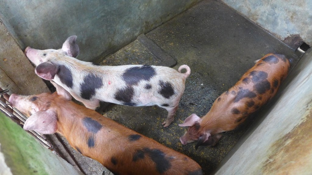 Pigs in the Village – Duckduckbro