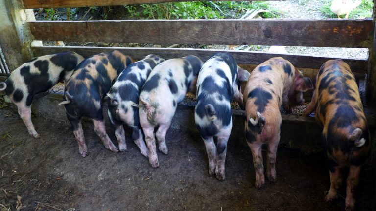 Number 3 Farrows! – Duckduckbro