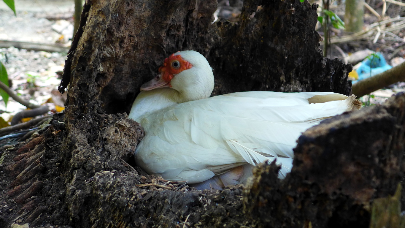 Raising Ducks in Your Backyard – Duckduckbro