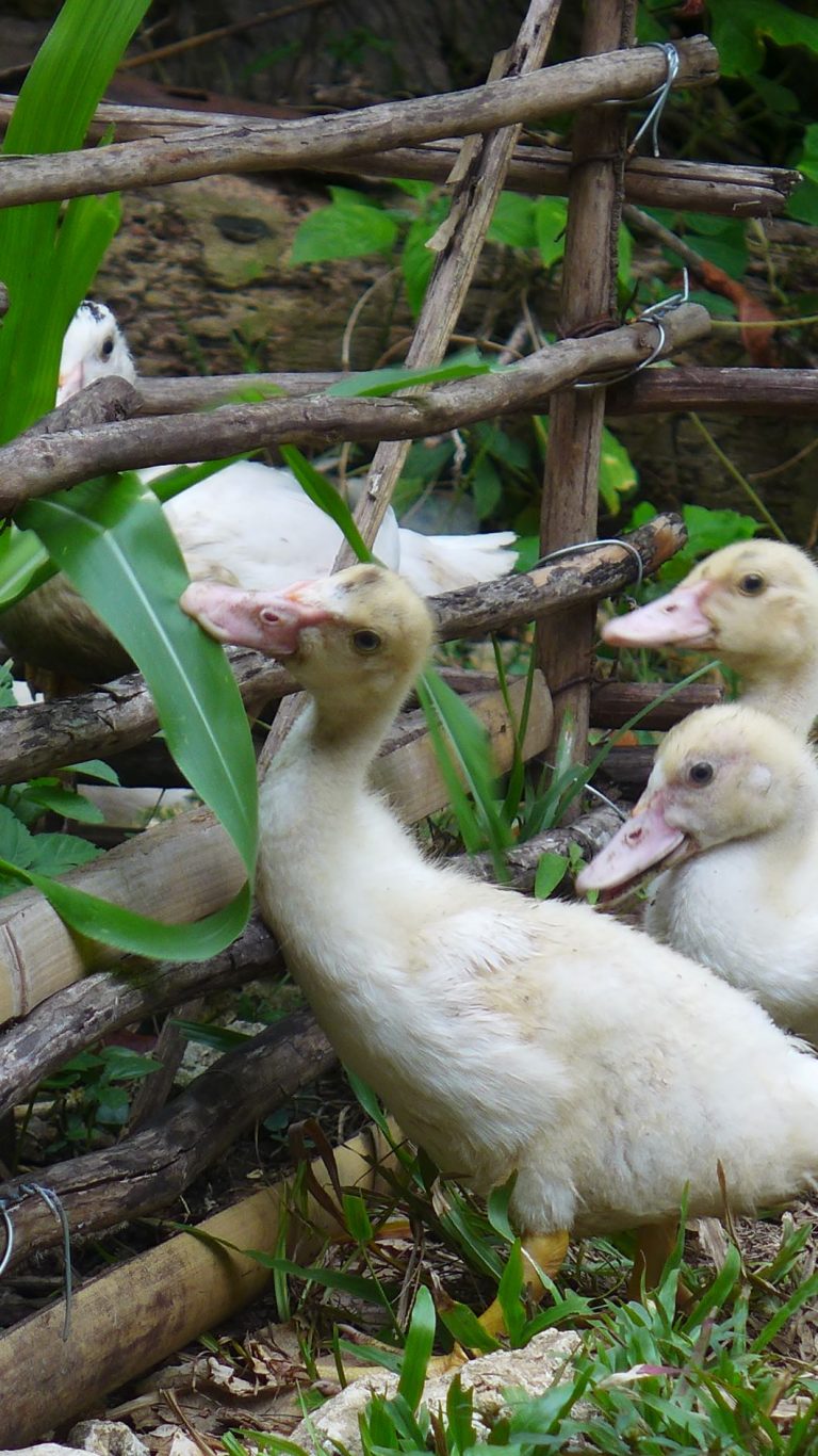 Raising Ducks in Your Backyard – Duckduckbro