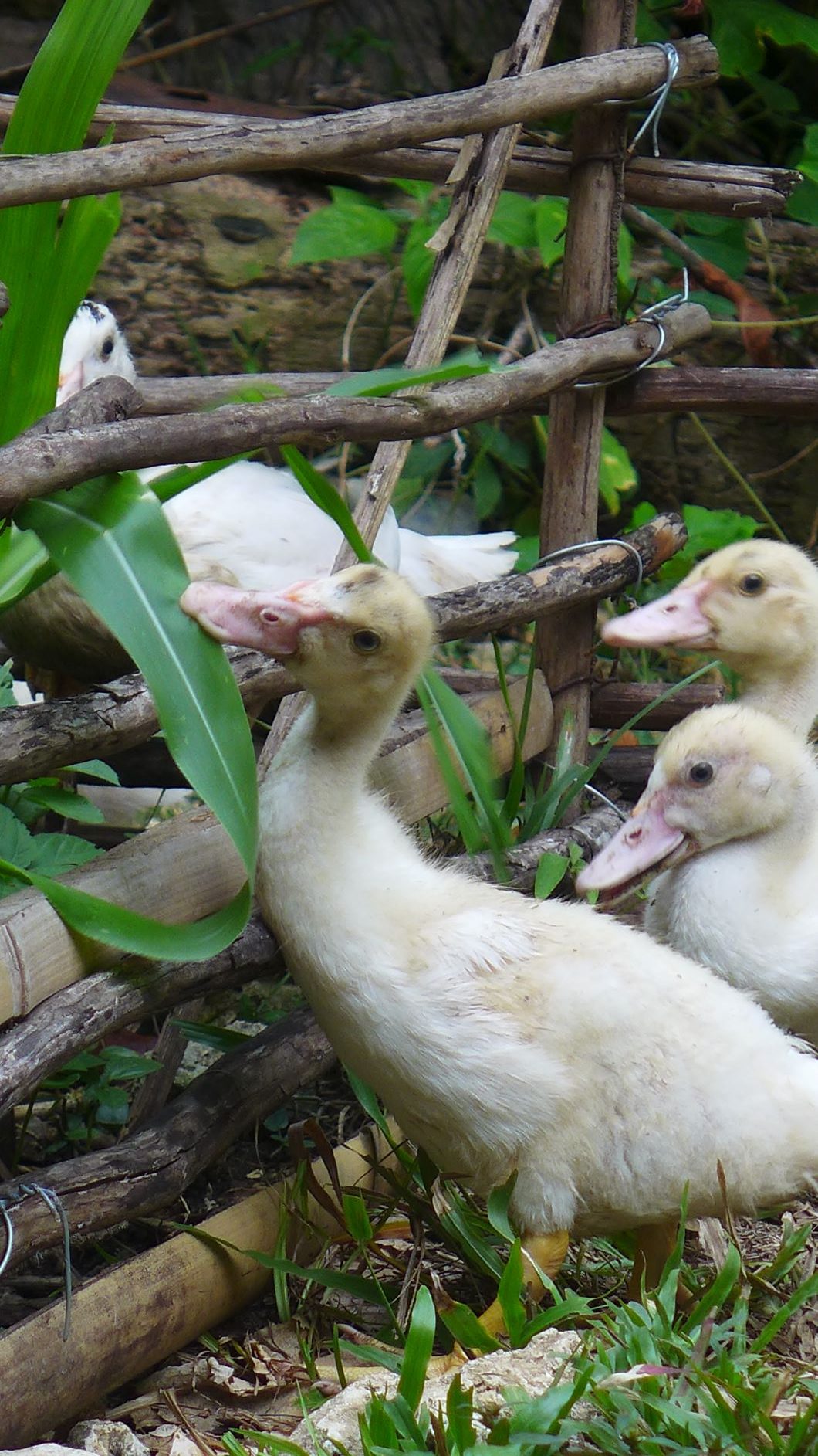 The Duckery – Duckduckbro