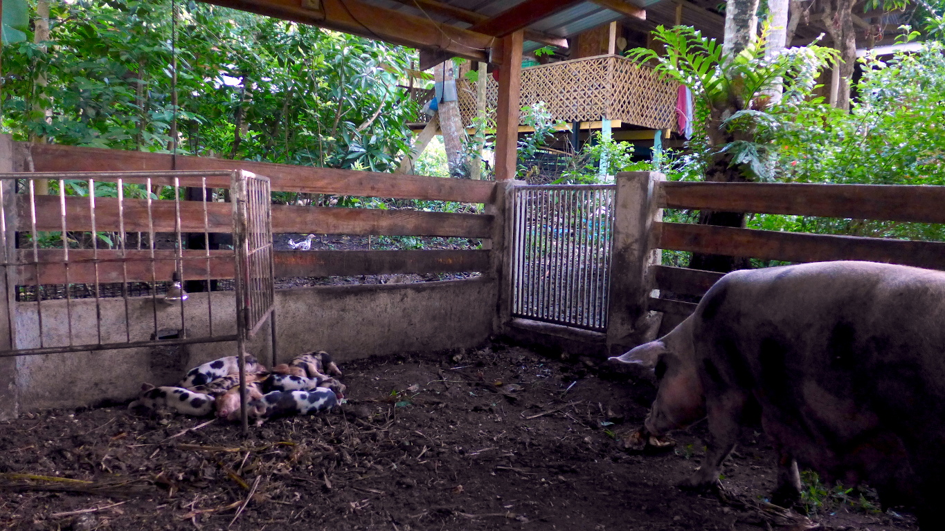 Piglet Crushing, Understanding and Managing – Duckduckbro