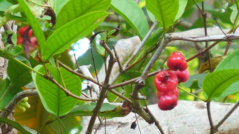 A Food Forest Garden – Duckduckbro