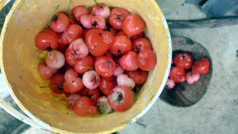 A Food Forest Garden – Duckduckbro