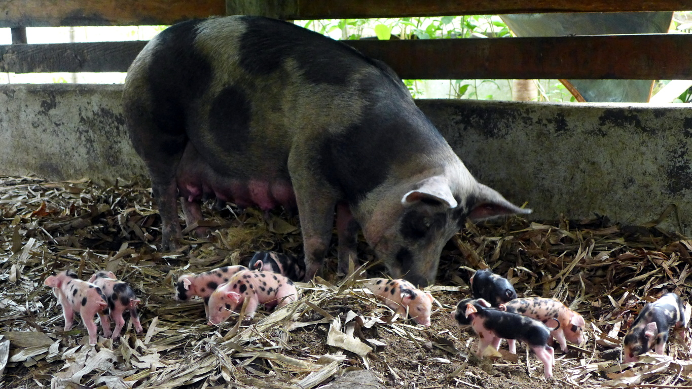 4th Parity for Auntie Brownie and Foster Care Piglets – Duckduckbro