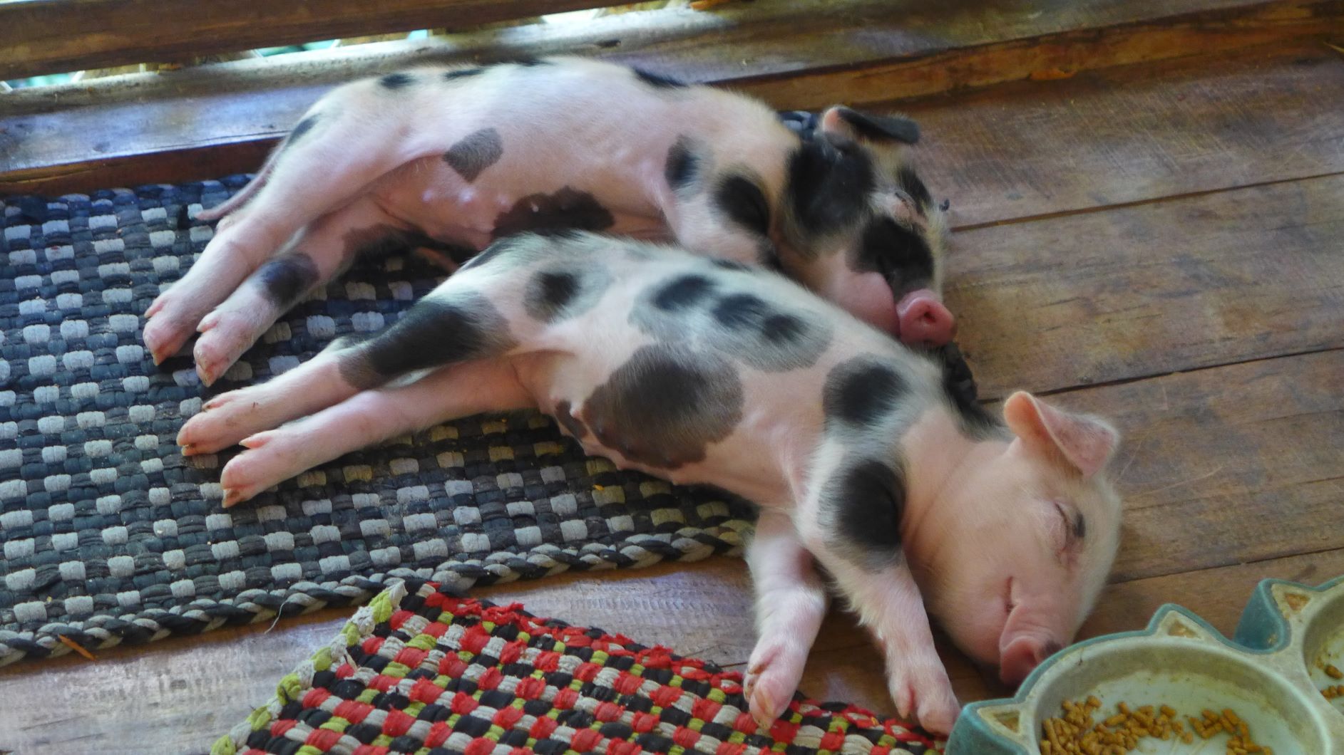 natural pig farming – Duckduckbro