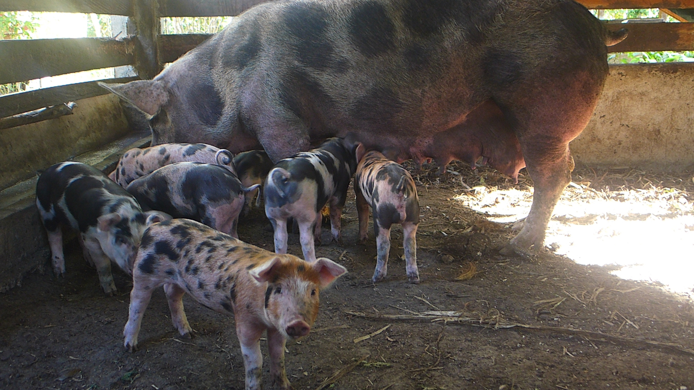 4th Parity for Auntie Brownie and Foster Care Piglets – Duckduckbro