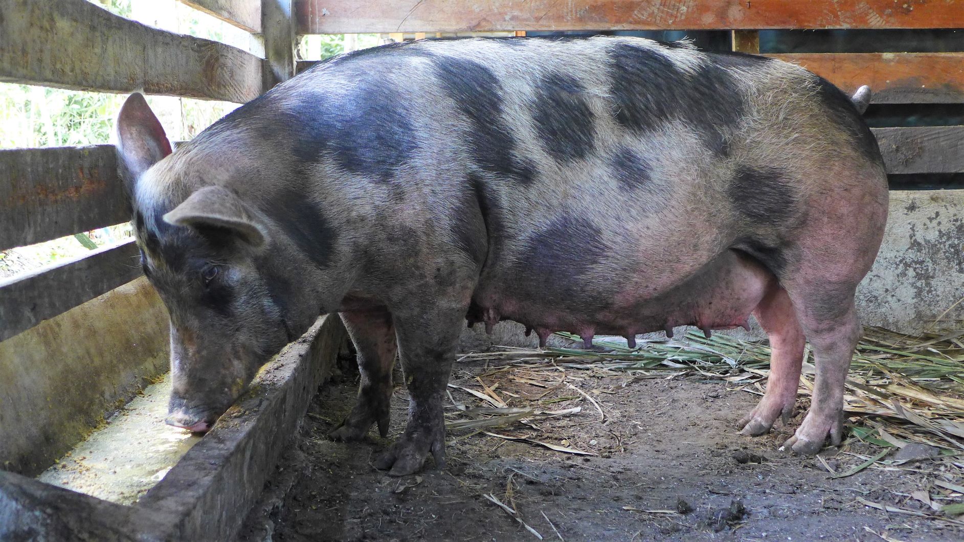 natural pig farming – Duckduckbro