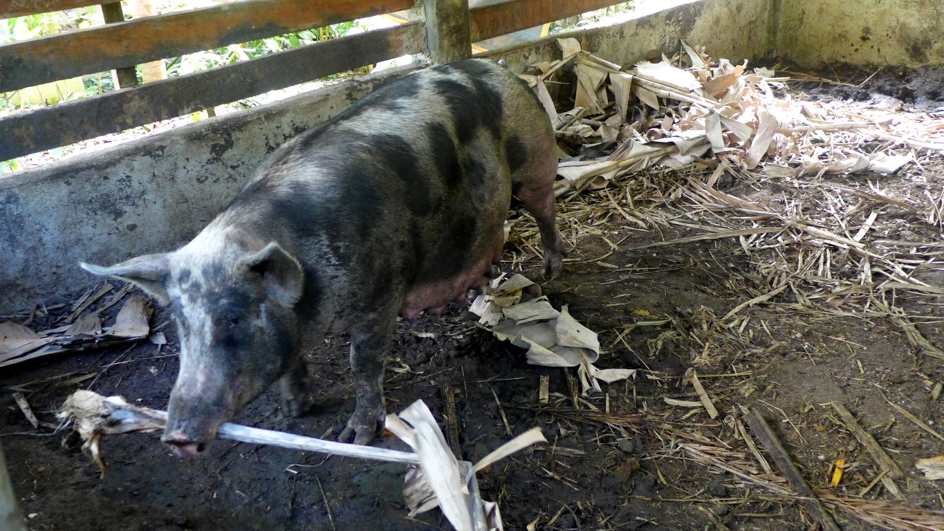 natural pig farming – Duckduckbro