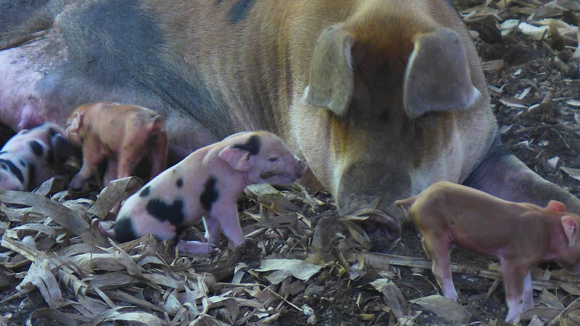 First Parity for Beans – Duckduckbro