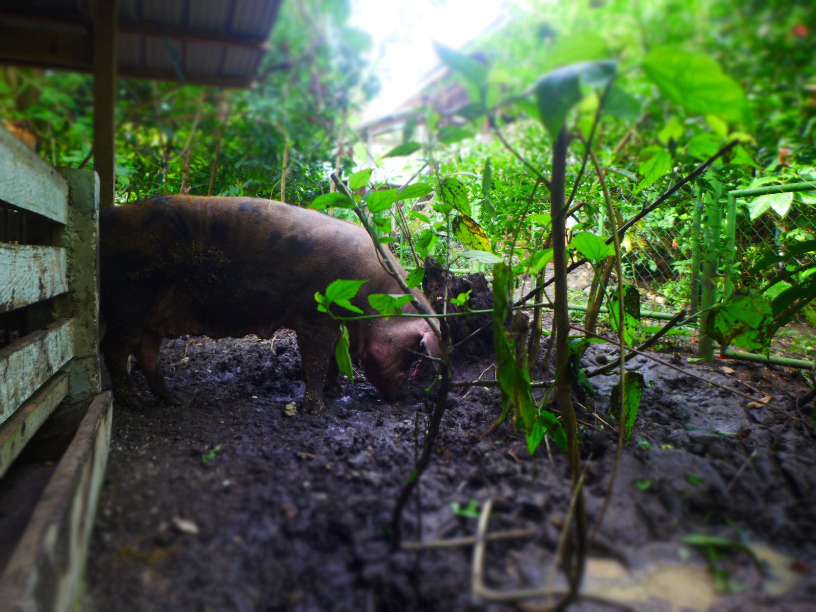 Backyard Pigs – Duckduckbro