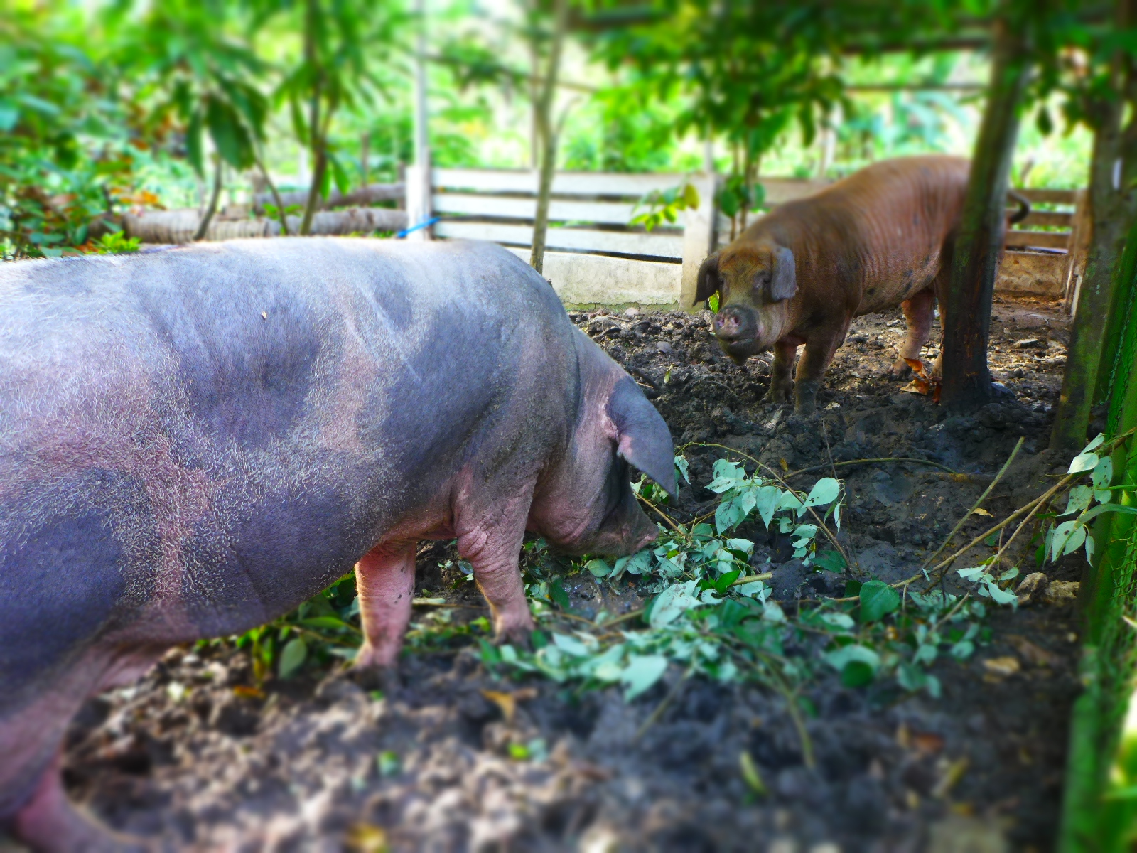 Backyard Pigs – Duckduckbro