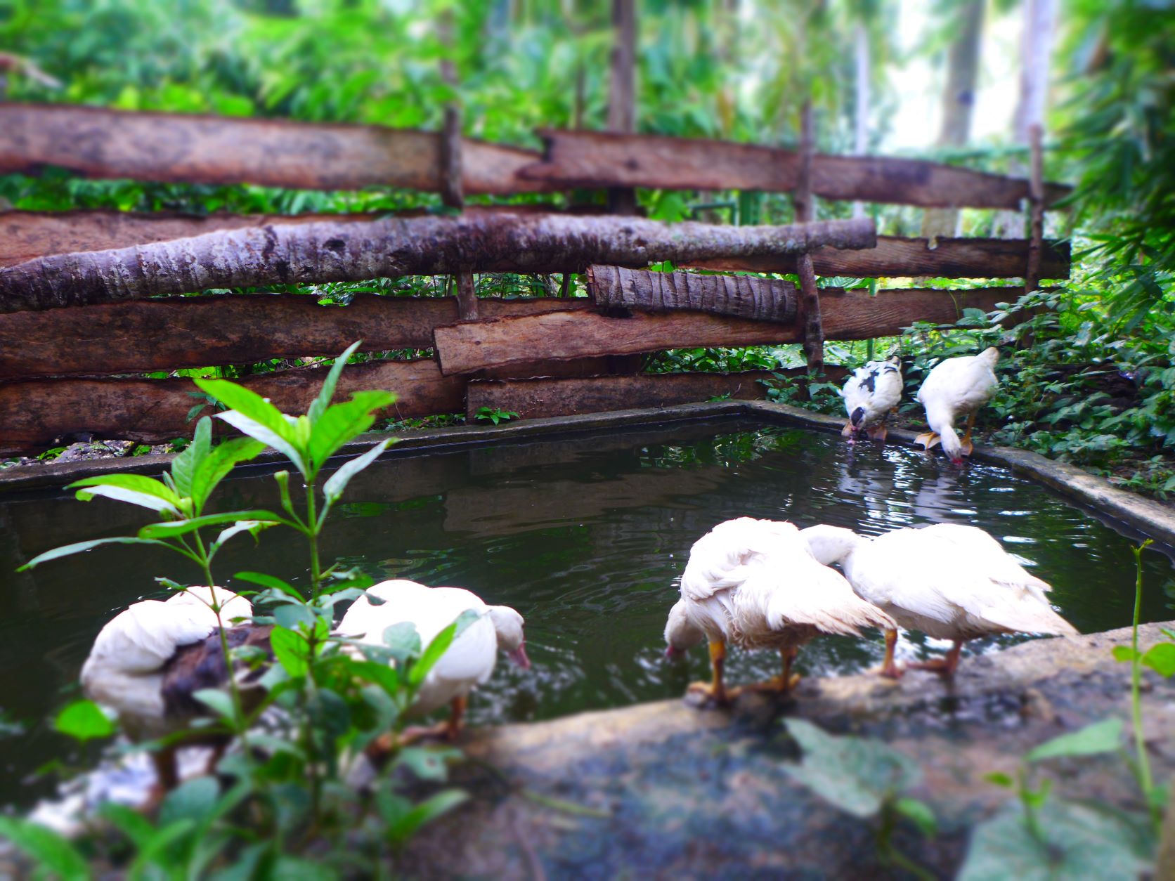 Backyard Pigs – Duckduckbro